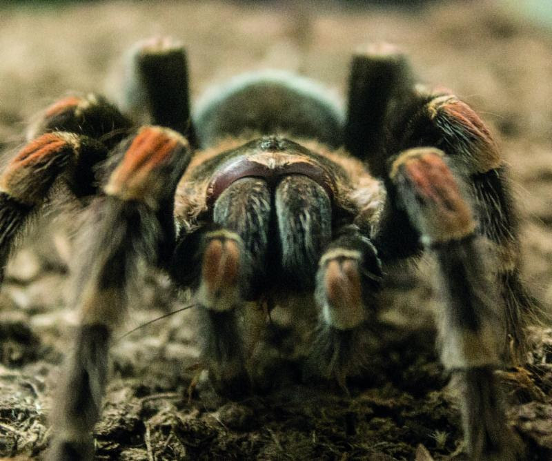 Recibe Zigzag exposición Aracno | Periódico Mirador