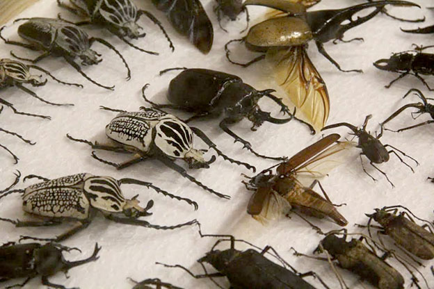 Bichos Fest en Ciudadela del Arte | Periódico Mirador