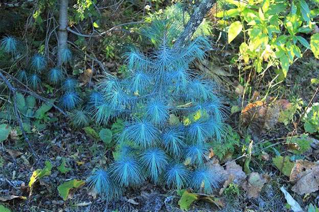 Pino Azul | Periódico Mirador