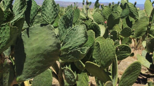 Apoyarán a viveros de nopal forrajero en Zacatecas | Periódico Mirador